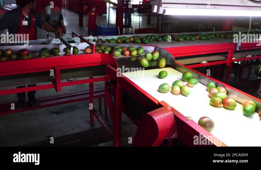 mango packing lines for export Stock Video Footage - Alamy