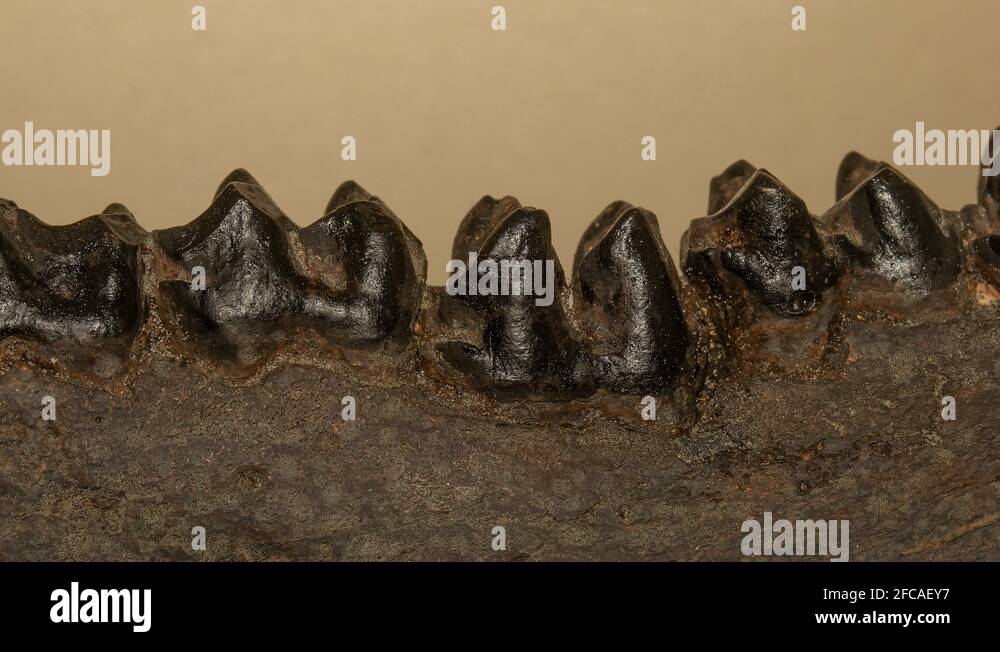 Tapir teeth Stock Videos & Footage - HD and 4K Video Clips - Alamy