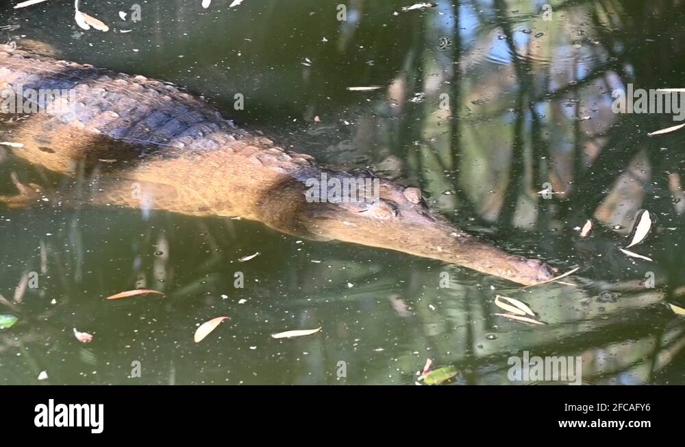 About the crocodile Stock Videos & Footage - HD and 4K Video Clips - Alamy