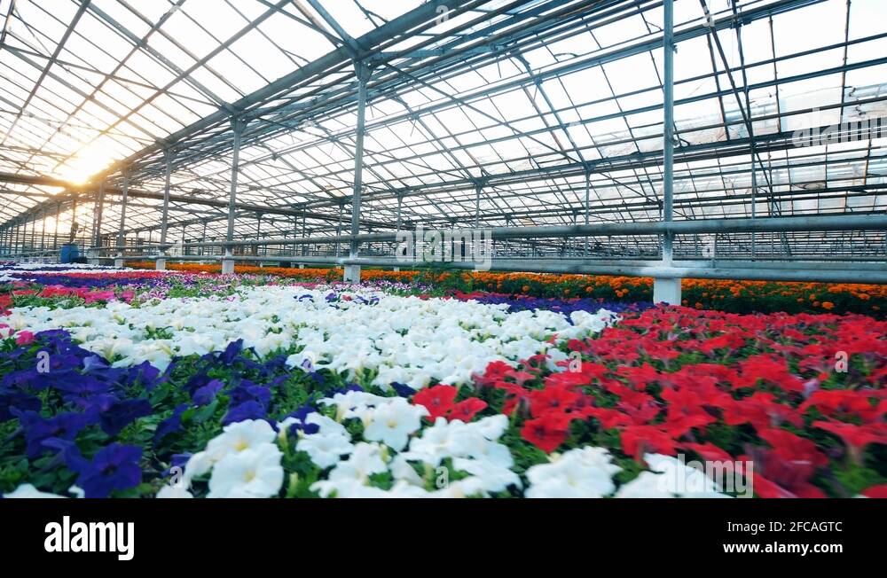 Colorful greenhouse Stock Videos & Footage - HD and 4K Video Clips - Alamy