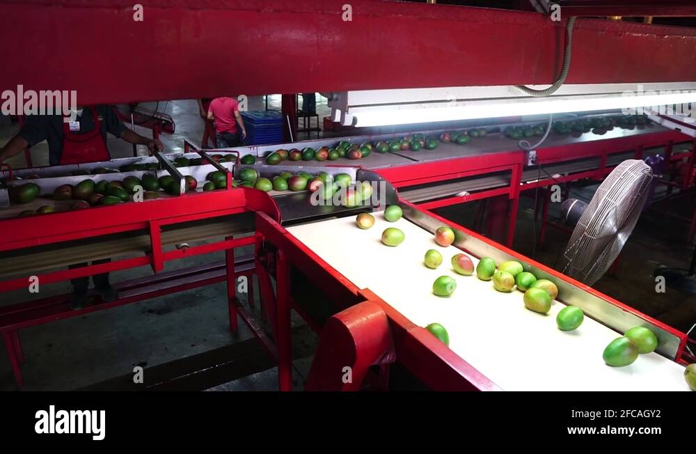 mango packing lines for export Stock Video Footage - Alamy