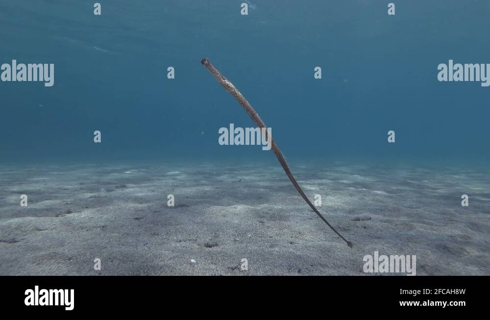 Pipefish slowly swim above sandy bottom in the blue water in sunlight ...