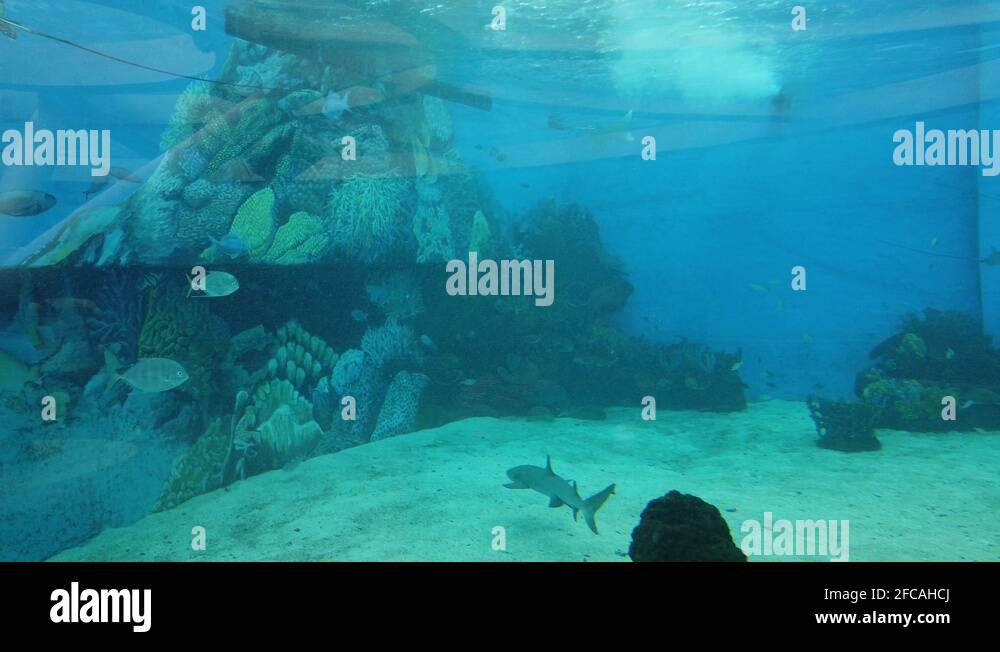 Cebu city park Stock Videos & Footage - HD and 4K Video Clips - Alamy