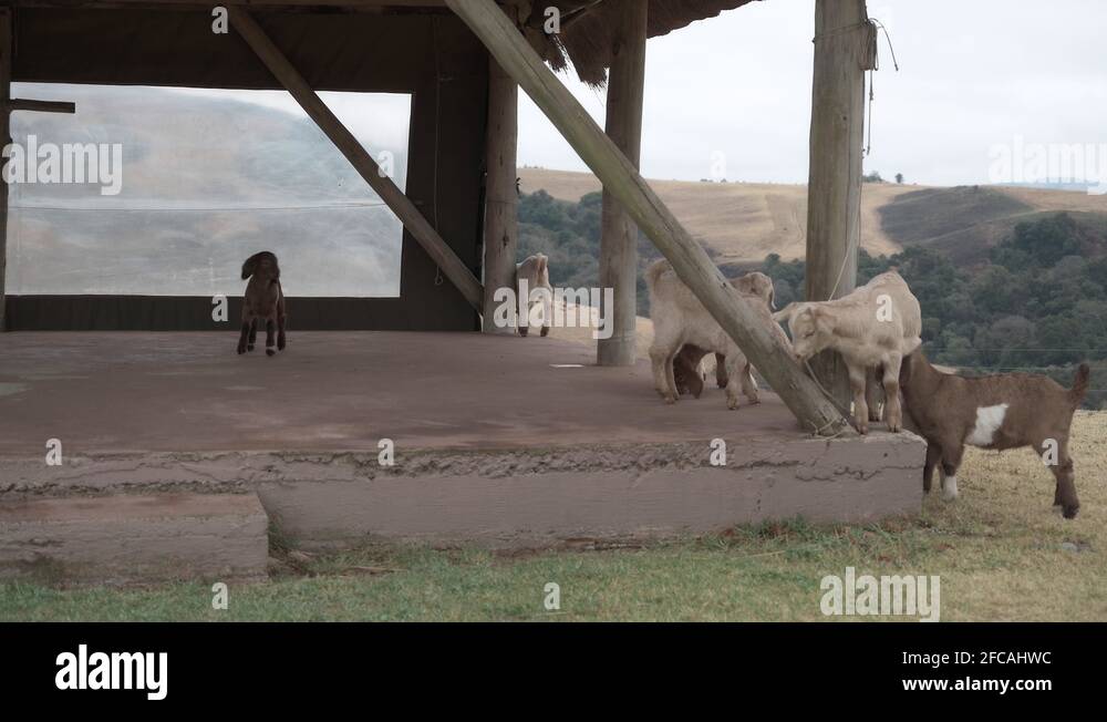 Baby goats (kids) playing on a concrete platform, chewing rope, falling ...
