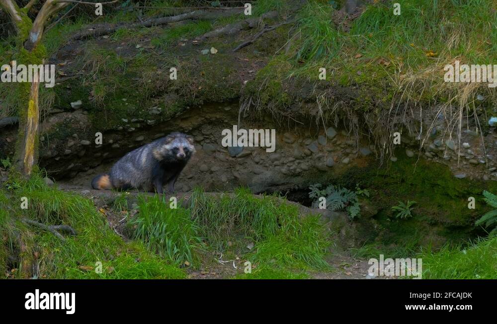 Tanuki dog Stock Videos & Footage - HD and 4K Video Clips - Alamy
