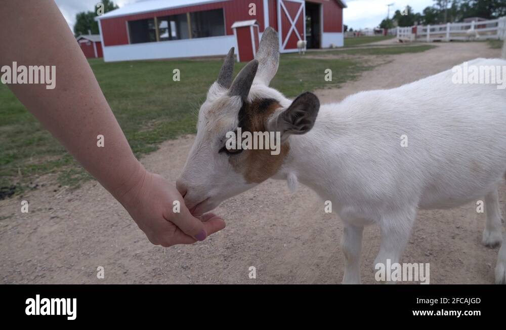 Kid goat feeding Stock Videos & Footage - HD and 4K Video Clips - Alamy