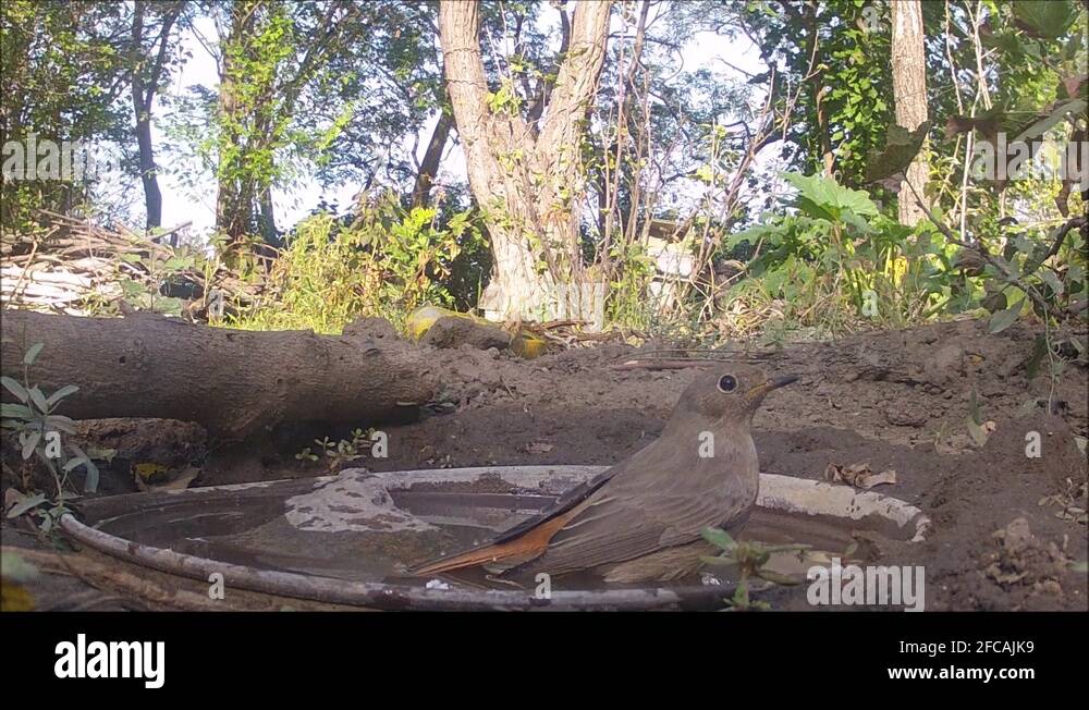 Bird taking bath in a small pool.(mid shot Stock Video Footage - Alamy