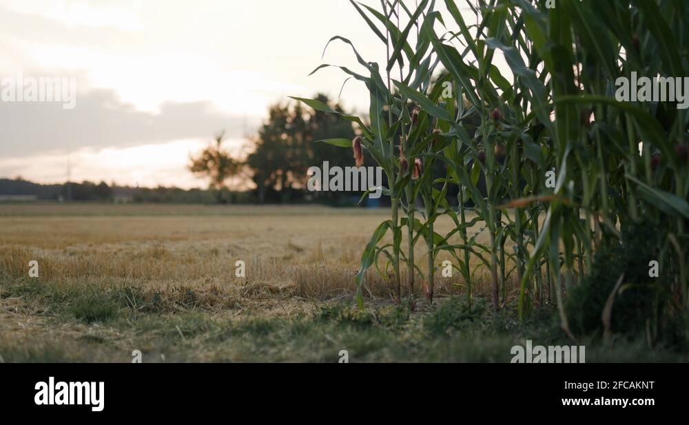 Quiet corner of field Stock Videos & Footage - HD and 4K Video Clips ...