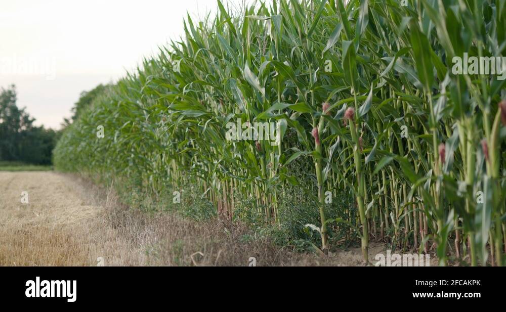Emerging wheat Stock Videos & Footage - HD and 4K Video Clips - Alamy