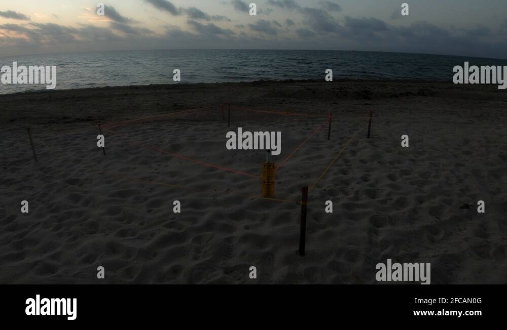 Compound nest Stock Videos & Footage - HD and 4K Video Clips - Alamy