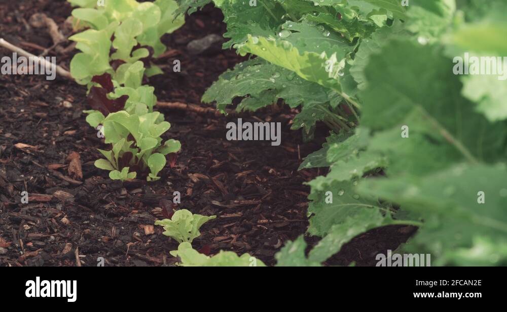 Kale lettuce garden Stock Videos & Footage - HD and 4K Video Clips - Alamy