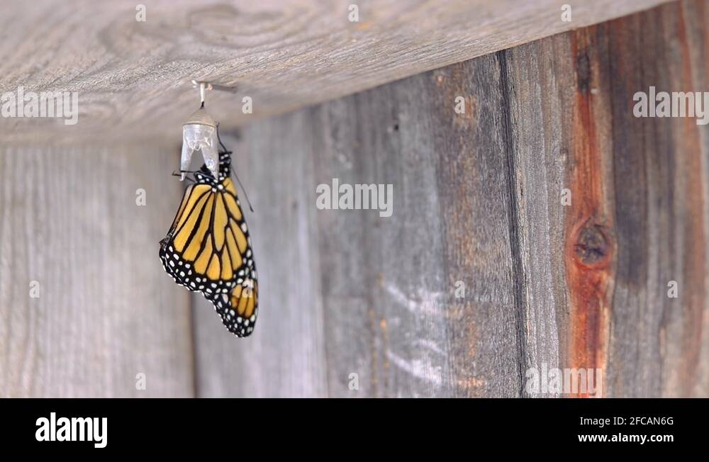 Fluffing its wings Stock Videos & Footage - HD and 4K Video Clips - Alamy