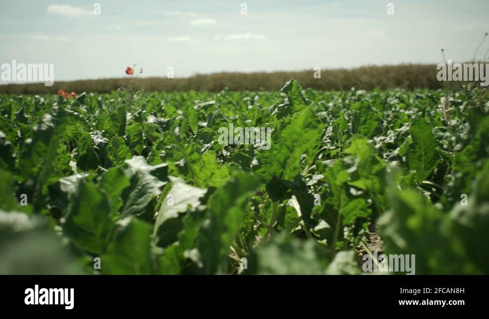Crop of leaves Stock Videos & Footage - HD and 4K Video Clips - Alamy