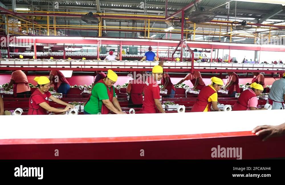 mango packing lines for export Stock Video Footage - Alamy