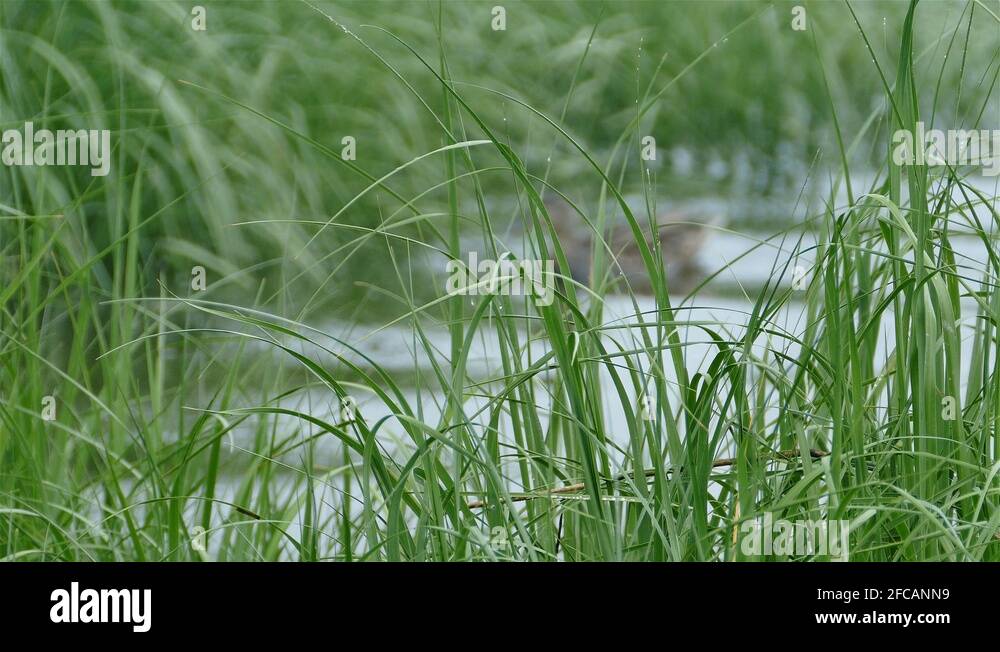 Duck behind duck Stock Videos & Footage - HD and 4K Video Clips - Alamy