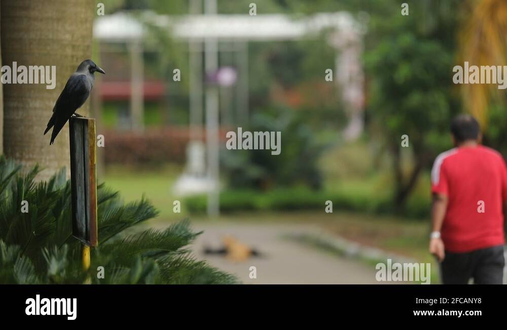 The crow people Stock Videos & Footage - HD and 4K Video Clips - Alamy