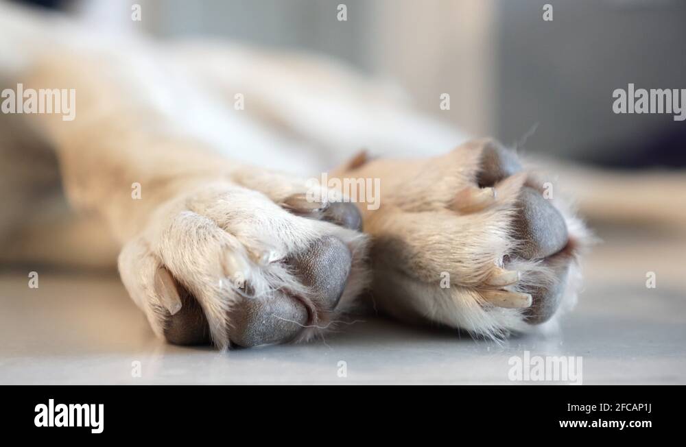 Dog touching hand paw Stock Videos & Footage - HD and 4K Video Clips ...