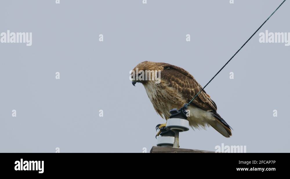 Red tailed hawk sitting on electric pole seen in Los Angeles ...