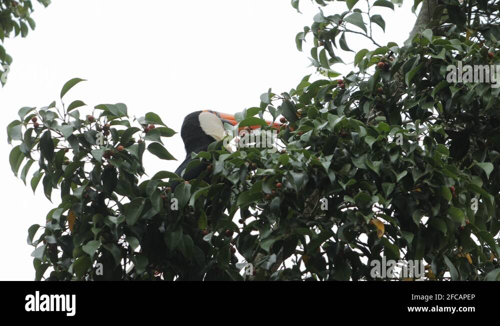 Animal eating fruit from tree Stock Videos & Footage - HD and 4K Video ...