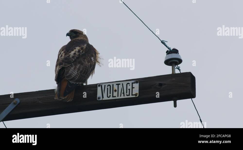 Red tailed hawk sitting on electric pole seen in Los Angeles ...