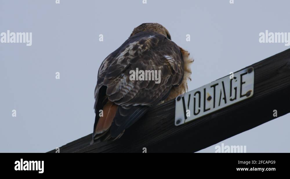 Red tailed hawk sitting on electric pole seen in Los Angeles ...