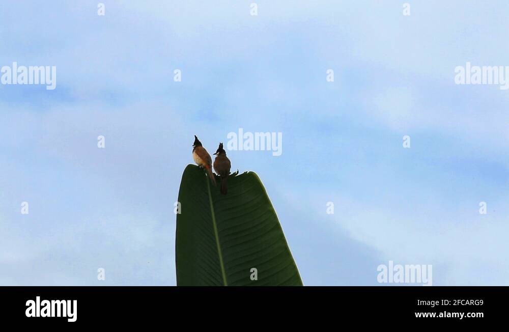 Leaf birds Stock Videos & Footage - HD and 4K Video Clips - Alamy