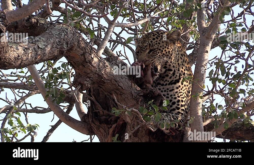 Leopard prey up a tree Stock Videos & Footage - HD and 4K Video Clips ...