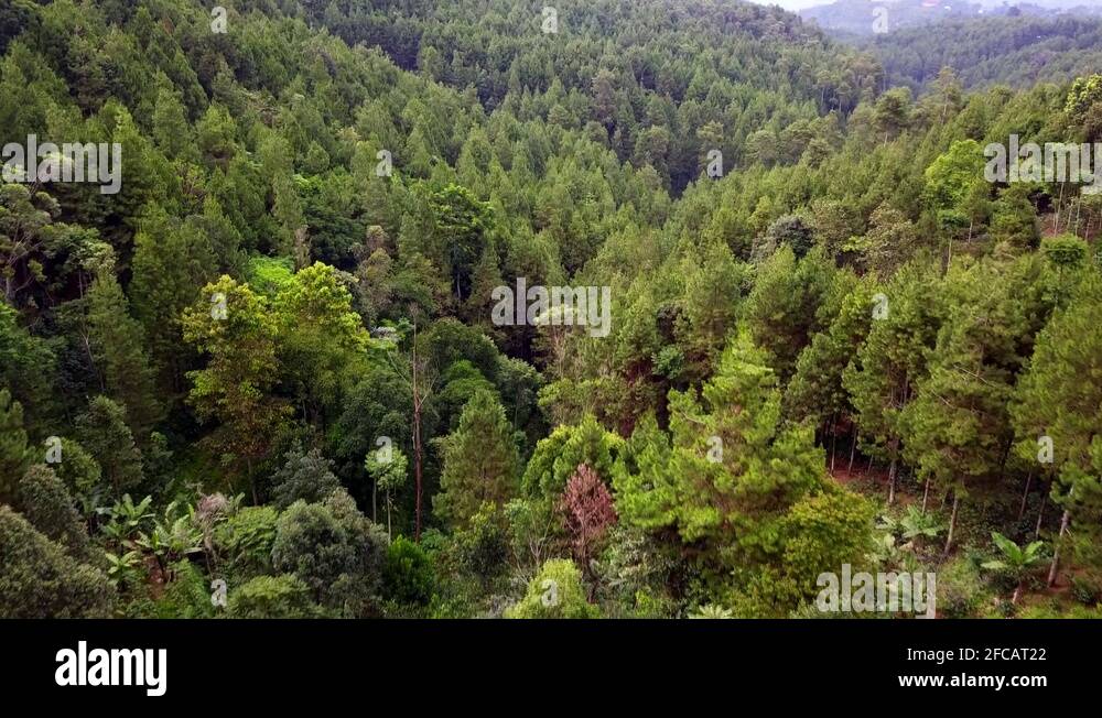 Indonesia rain forest deforestation Stock Videos & Footage - HD and 4K ...