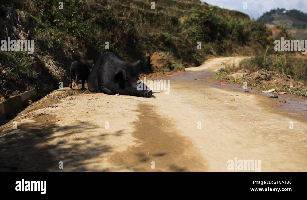 Pig trail Stock Videos & Footage - HD and 4K Video Clips - Alamy