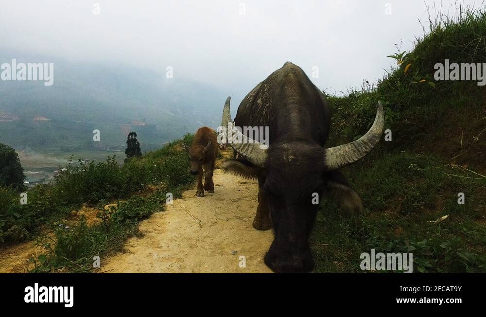 Walking their water buffalo Stock Videos & Footage - HD and 4K Video ...