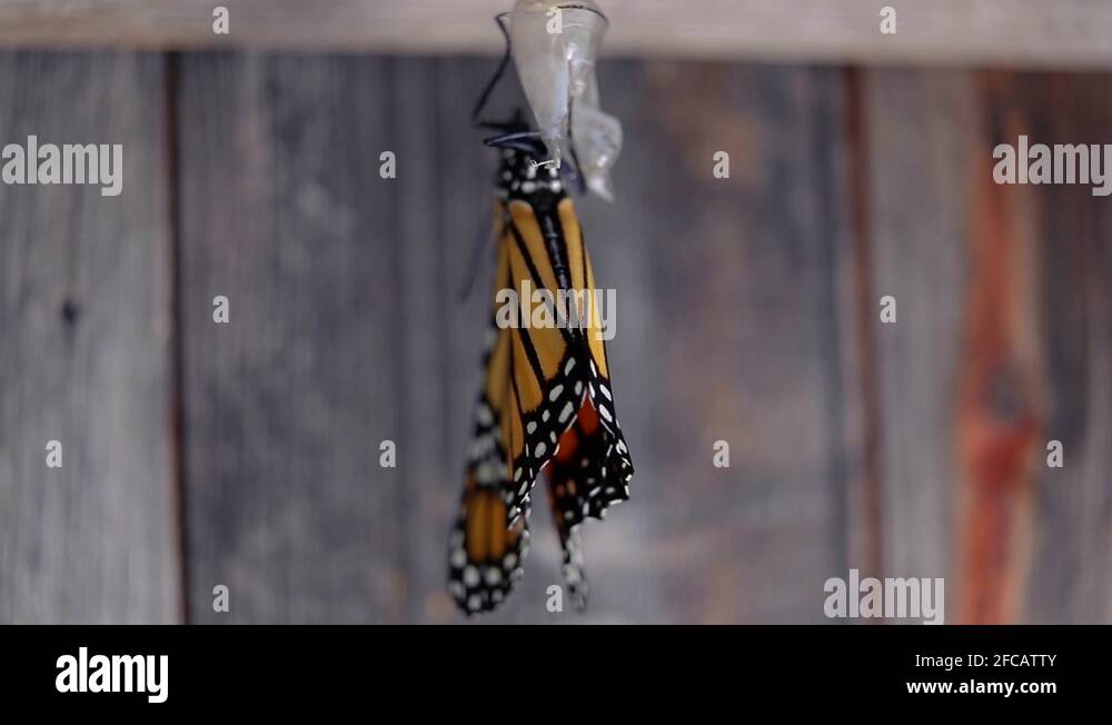 Newly emerged Monarch butterfly flexing its abdomen to push meconium ...