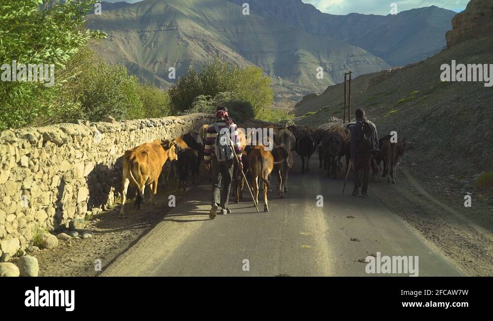 Rural Indian Farming. Farmers and Herd of Cows on Road in Ladakh Region ...