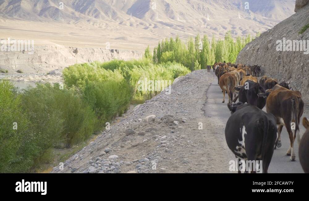 Typical cows Stock Videos & Footage - HD and 4K Video Clips - Alamy