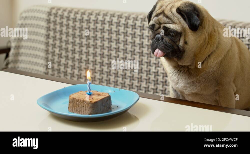 Edible dog Stock Videos & Footage - HD and 4K Video Clips - Alamy