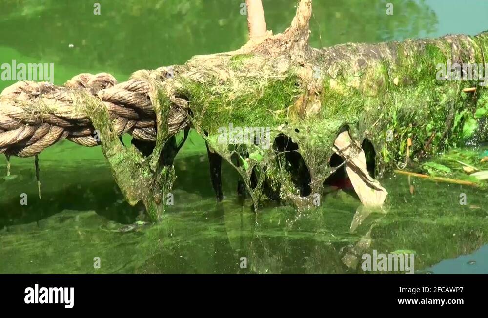 Rope algae Stock Videos & Footage - HD and 4K Video Clips - Alamy