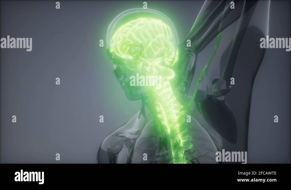 Back anatomy Stock Videos & Footage - HD and 4K Video Clips - Alamy