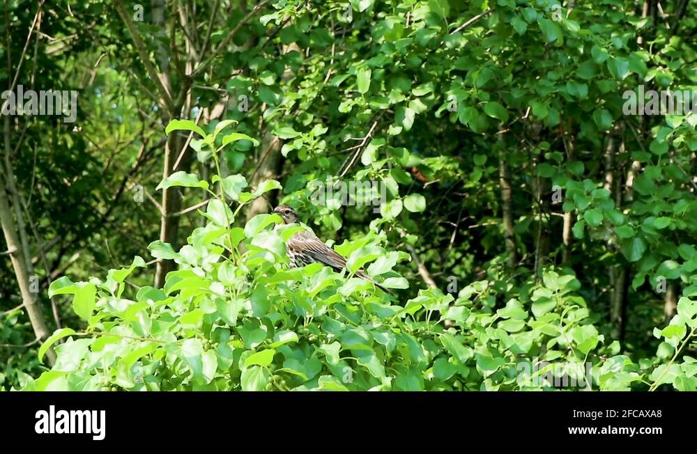 Bird wings in slow motion Stock Videos & Footage - HD and 4K Video ...