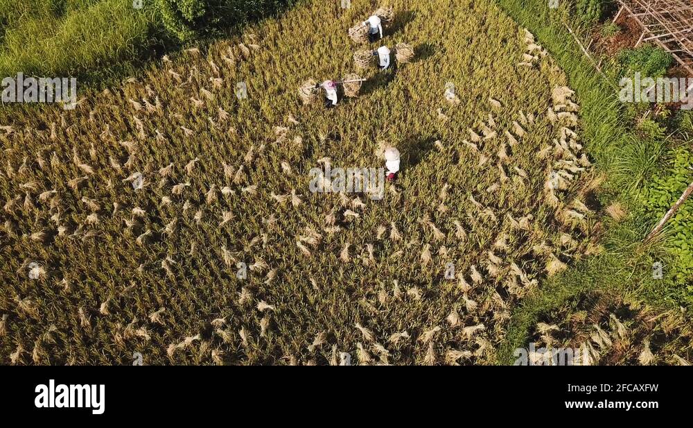 Group of farmers collecting rice harvest pasture at Lam Thuong Valley ...