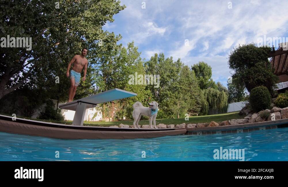 Man and dog back Stock Videos & Footage - HD and 4K Video Clips - Alamy