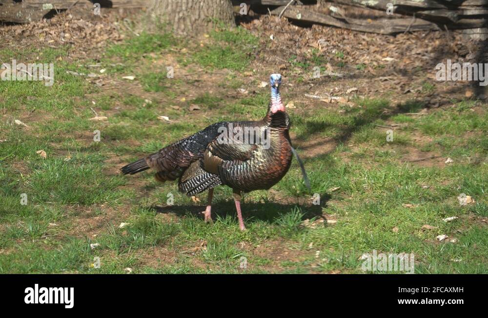 Tom bird Stock Videos & Footage - HD and 4K Video Clips - Alamy