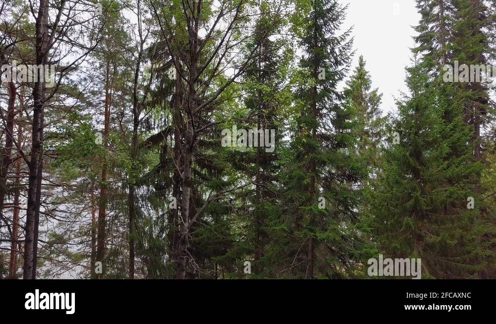 Coniferous forest aerial view Stock Videos & Footage - HD and 4K Video ...
