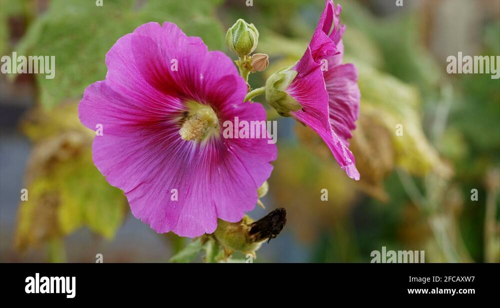 Alcea Stock Videos & Footage - HD and 4K Video Clips - Alamy