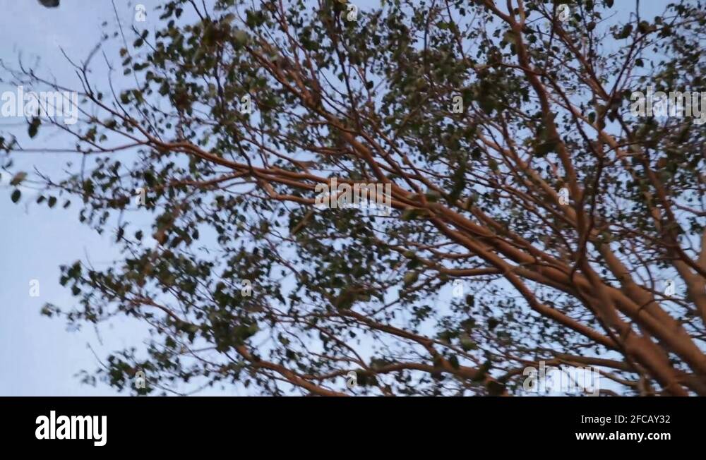 Found in the temple Stock Videos & Footage - HD and 4K Video Clips - Alamy