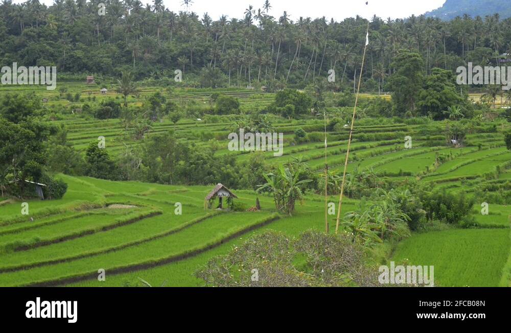 Vietnam rice varieties Stock Videos & Footage - HD and 4K Video Clips ...