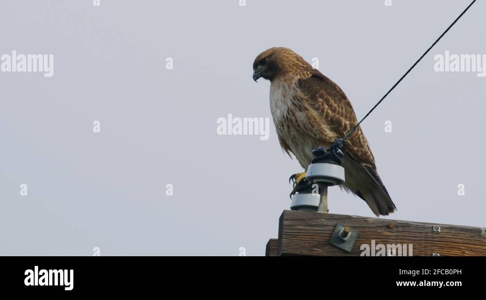 Red tailed hawk sitting on electric pole seen in Los Angeles ...