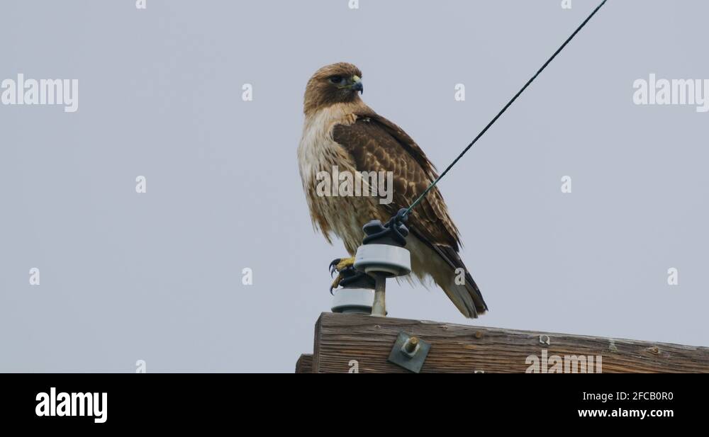 Red tailed hawk sitting on electric pole seen in Los Angeles ...
