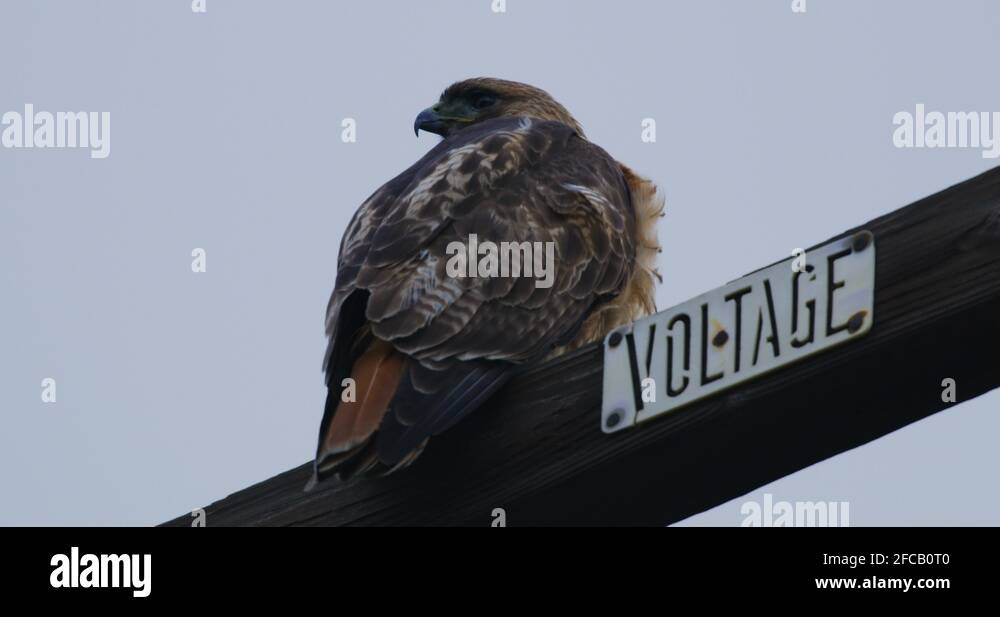 Red tailed hawk sitting on electric pole seen in Los Angeles ...