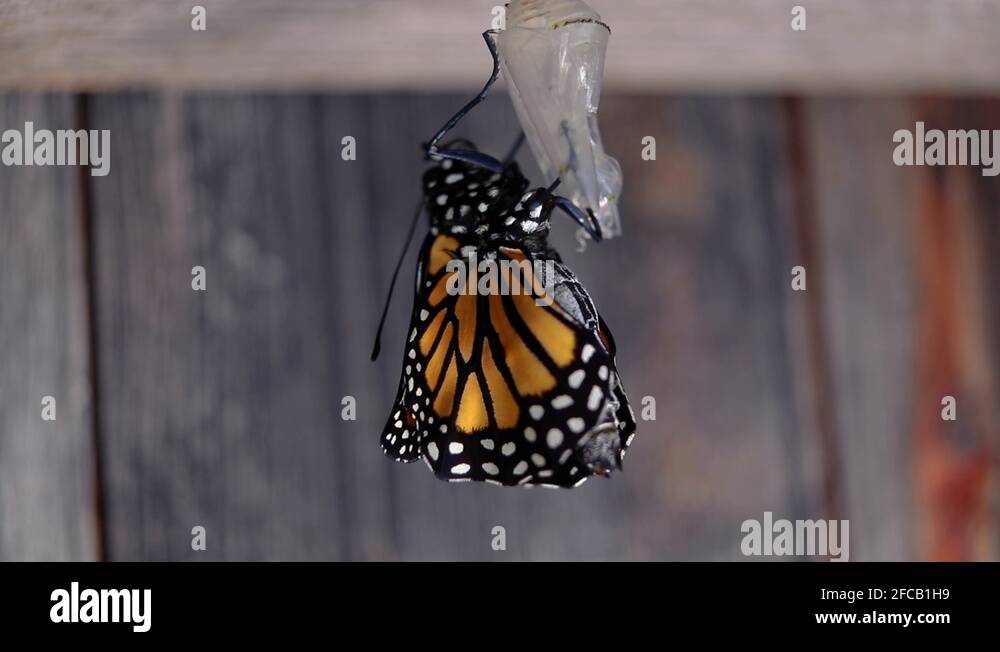 Newly emerged monarch butterfly flexing its swollen abdomen to push ...