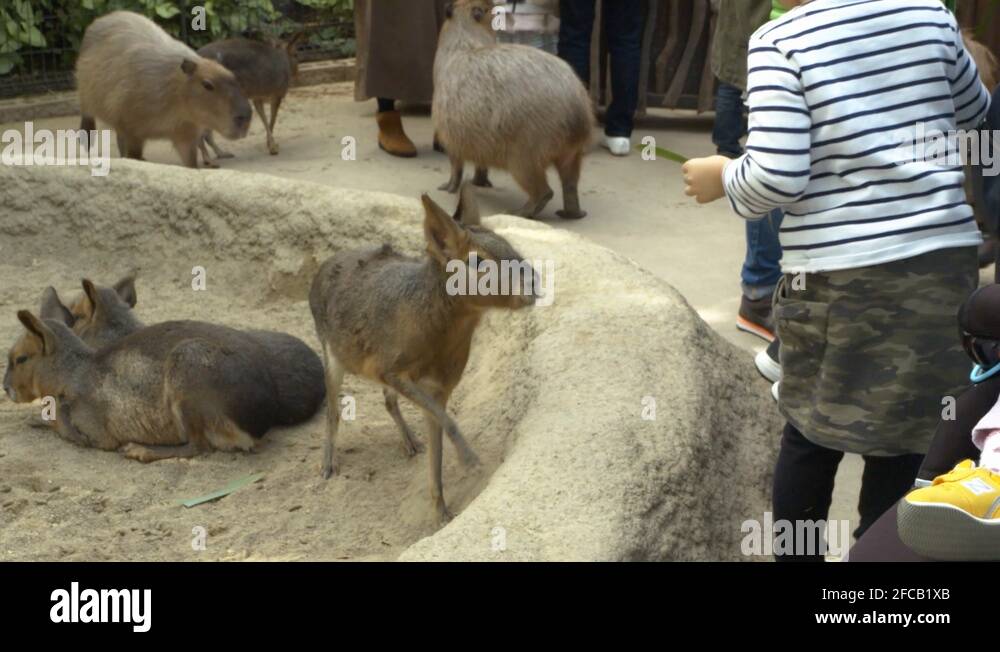 Capybaras and children playing together in a sanctuary enclosure Stock ...