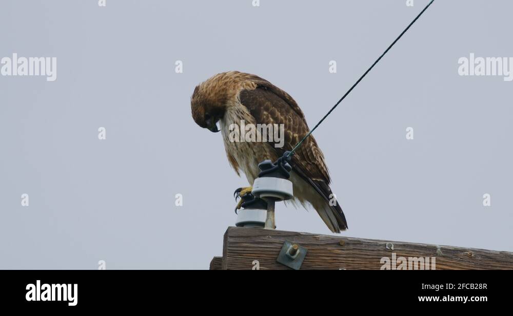 Red tailed hawk sitting on electric pole seen in Los Angeles ...